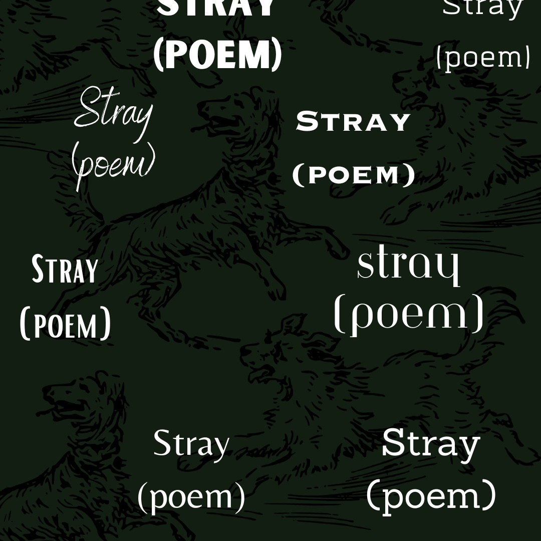 Stray poem - by Alexa Bocek - Laundry Pile Poems