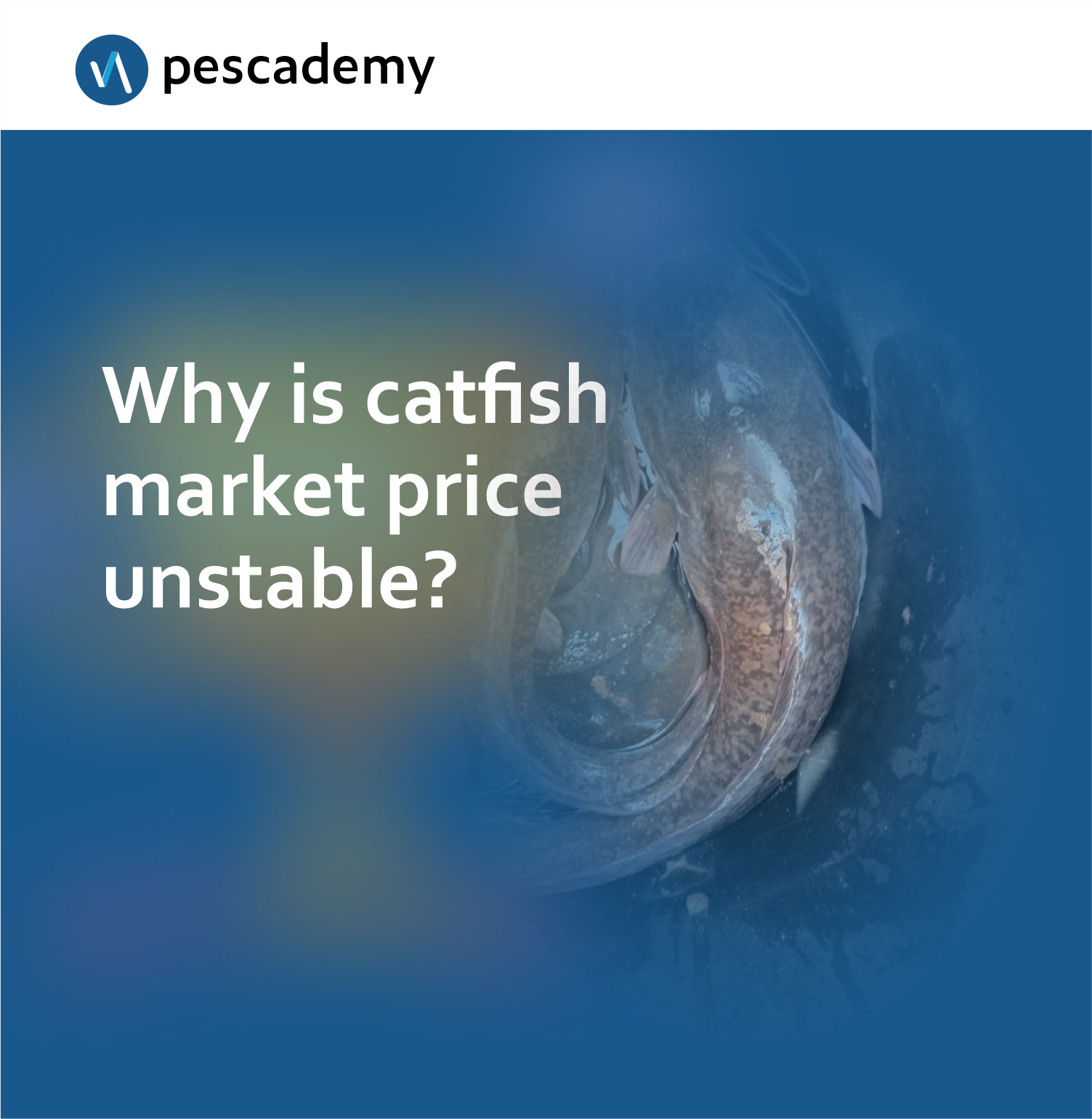 Do you know why catfish price is unstable?
