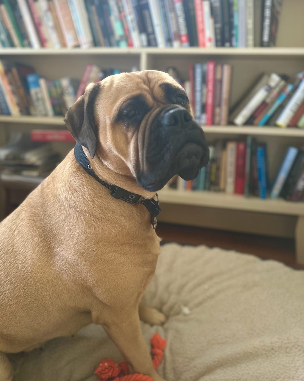 Put an Egg In It - by Peter Suderman