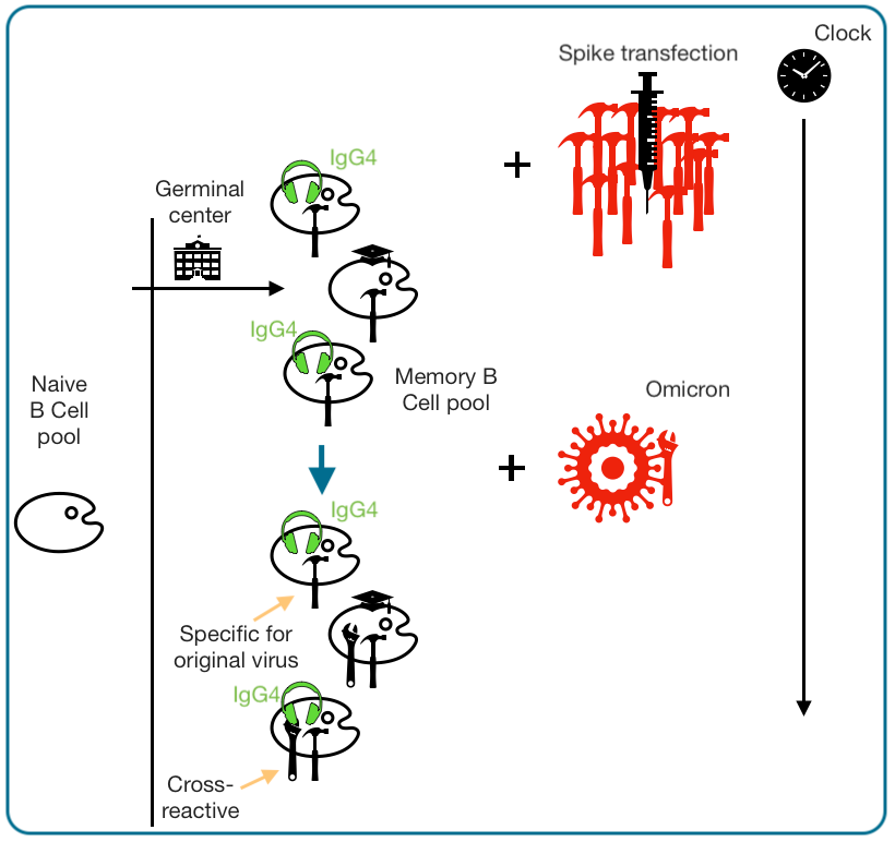 Omicron infections might be of little help with the IgG4 problem