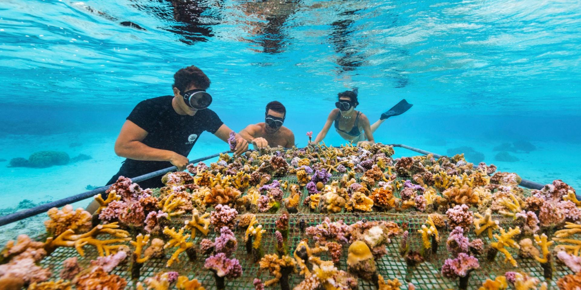 Regenerative Ocean Gardening, Kelp Farming and Marine Permaculture