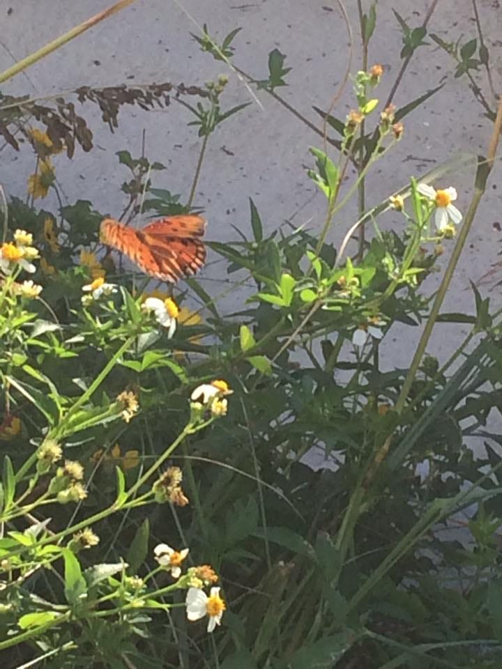 The Caterpillar, the Swan, and the Graceful Art of Listening