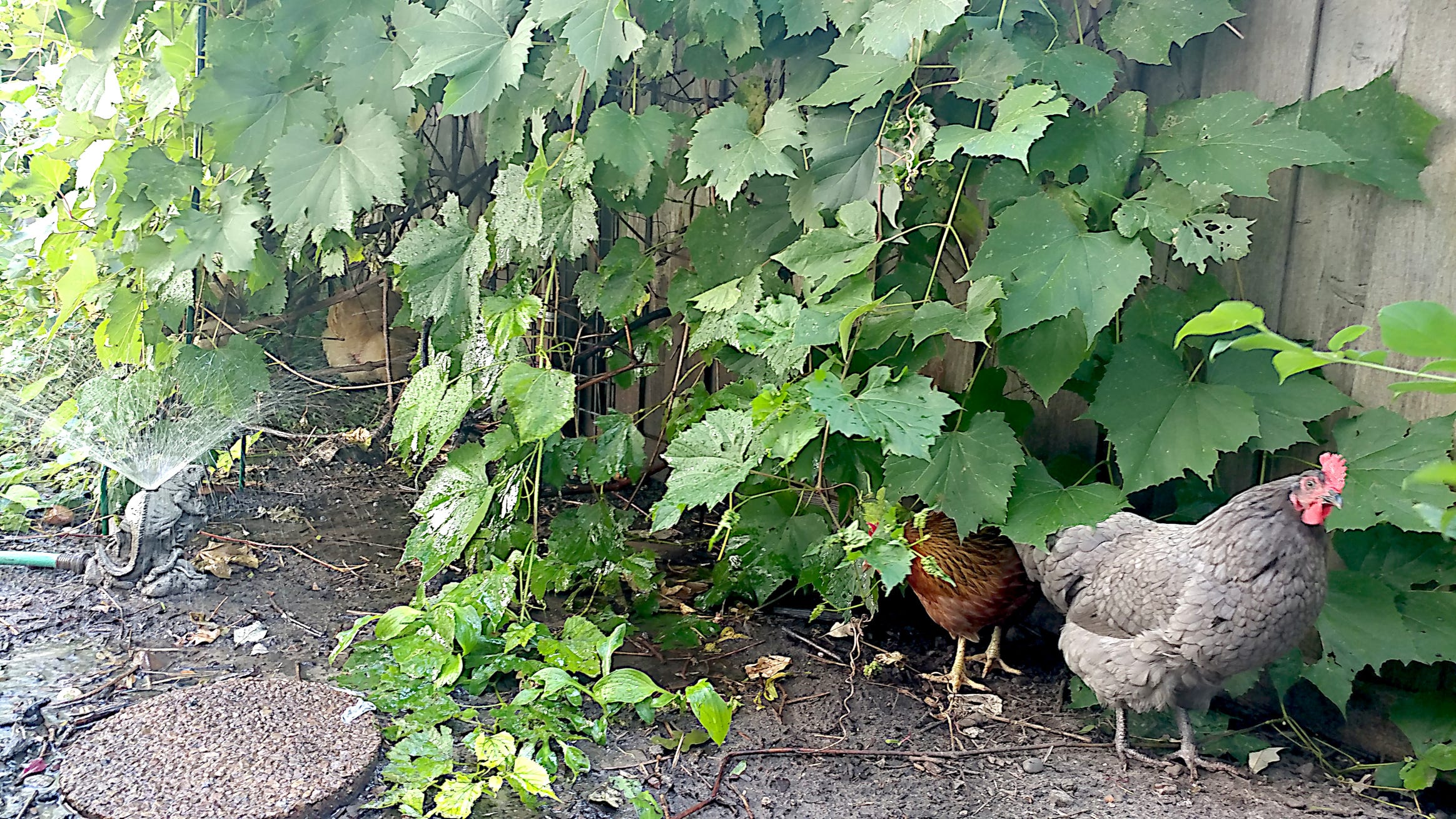 Chicken Air Conditioning - Our Urban Farms
