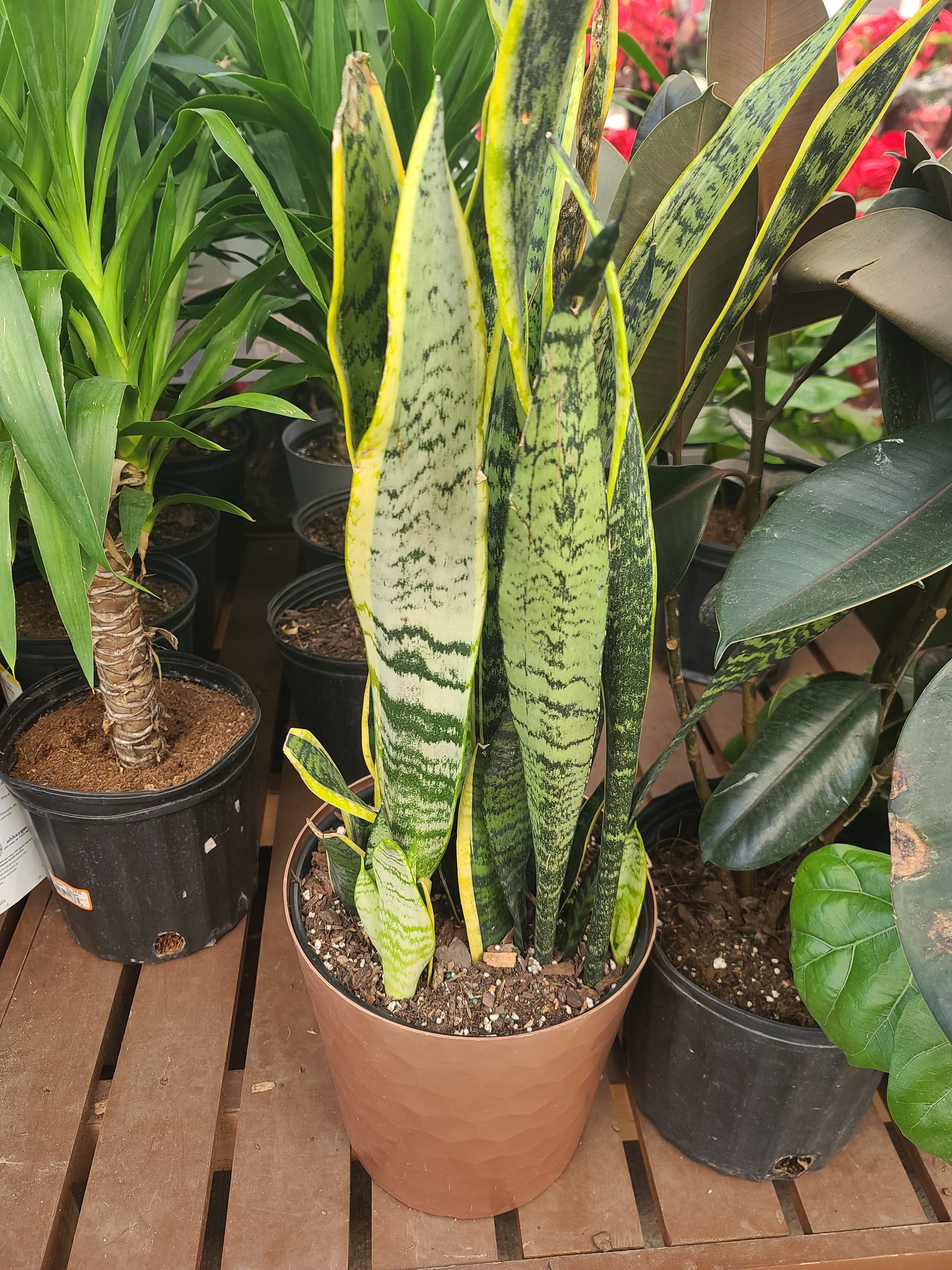 Unkillable Houseplants? - by PlantsbyMitch