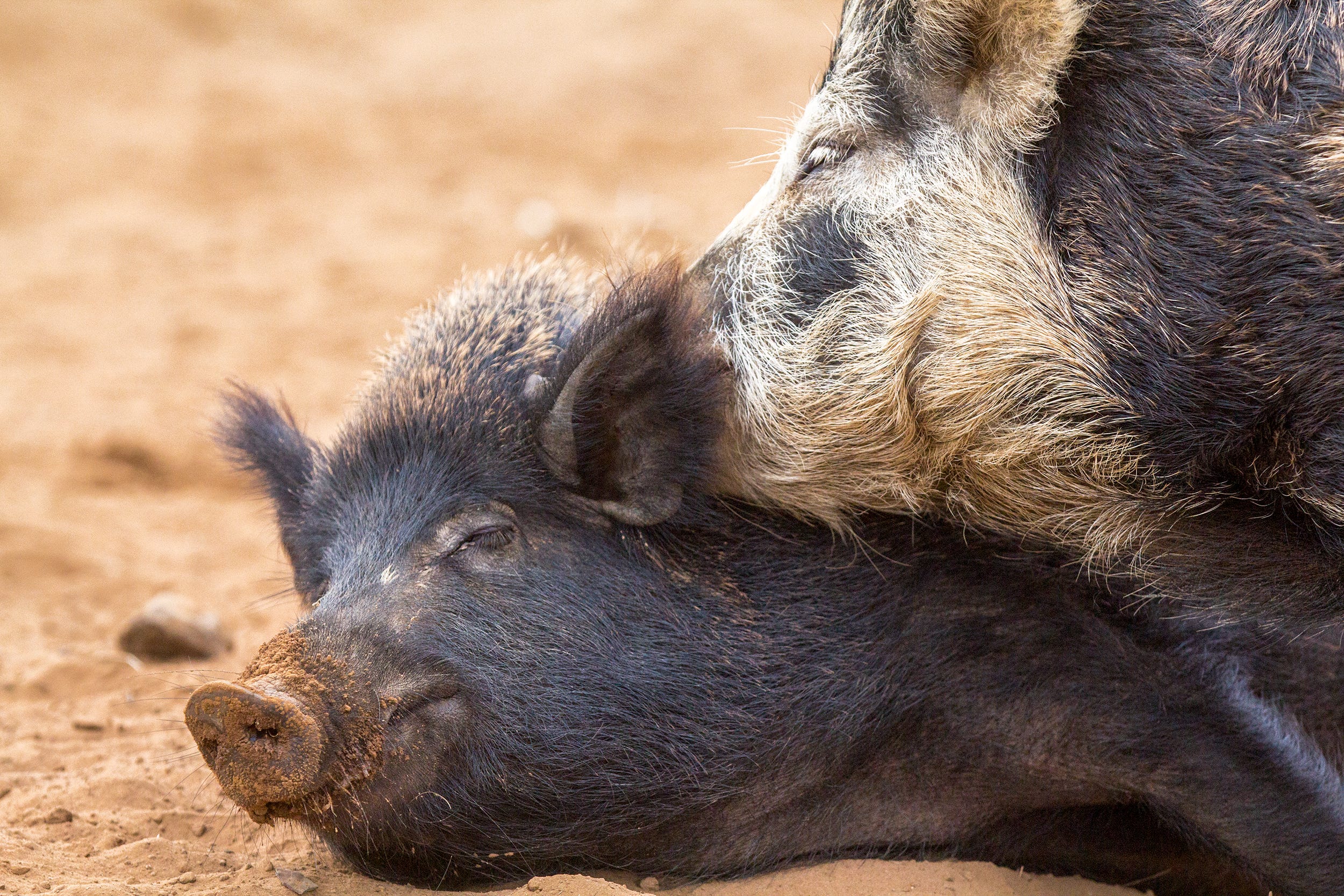 Wild Hog Bagging Sadists In Sabinal, TX