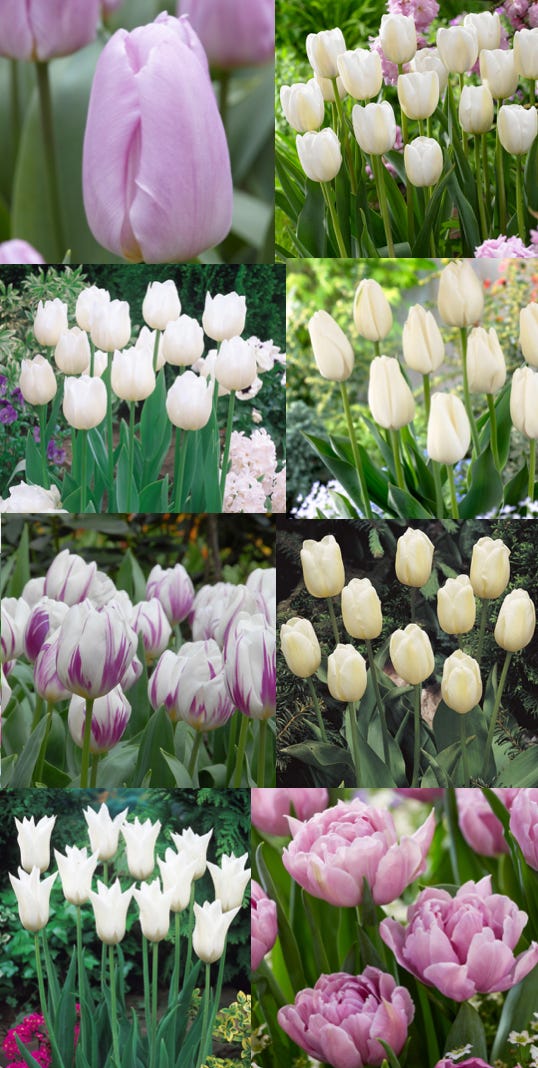 Four easy tulip collections