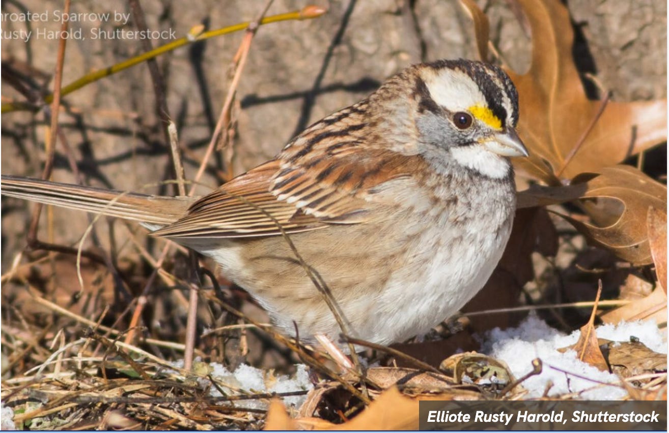 VFYW: Zombies And Haunted Hippie Trees - by Chris Bodenner