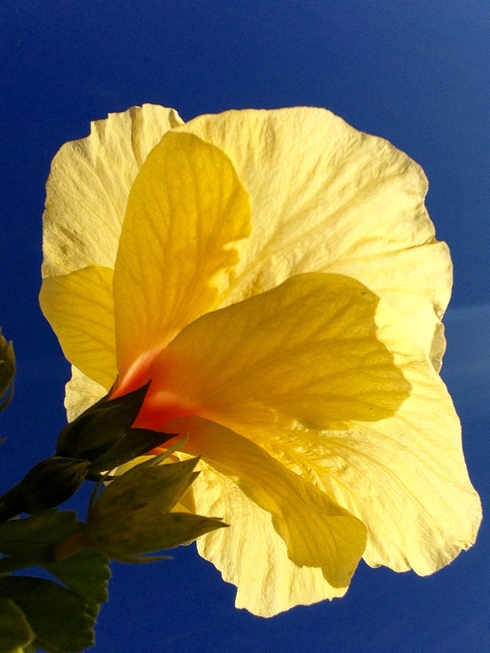 The color of butter - by Minna - Cabinet of Curiosities