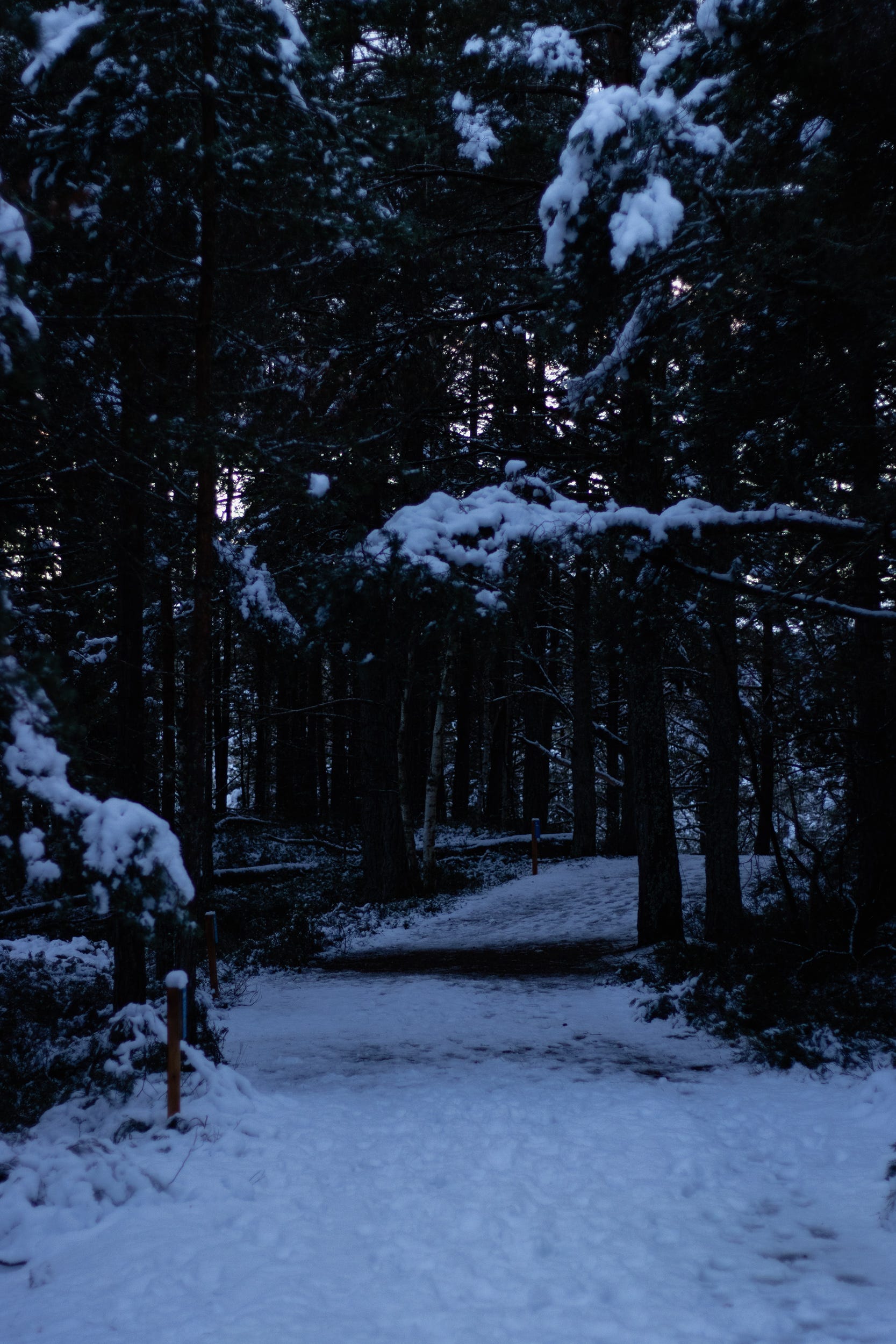 Winter in Loch Garten - by Rebecca Bradley - Side Quests