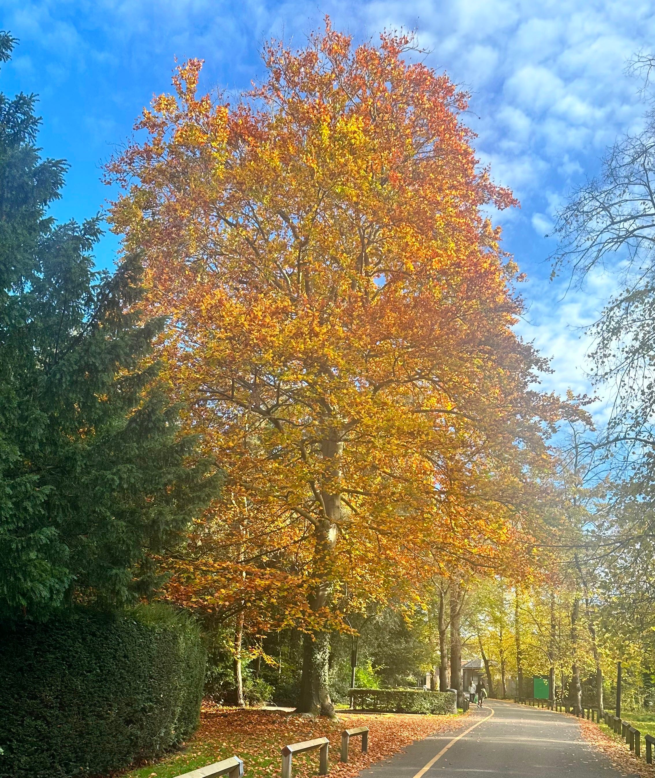 Happy Thanksgiving - by Morgan Holder - Morgan’s Substack