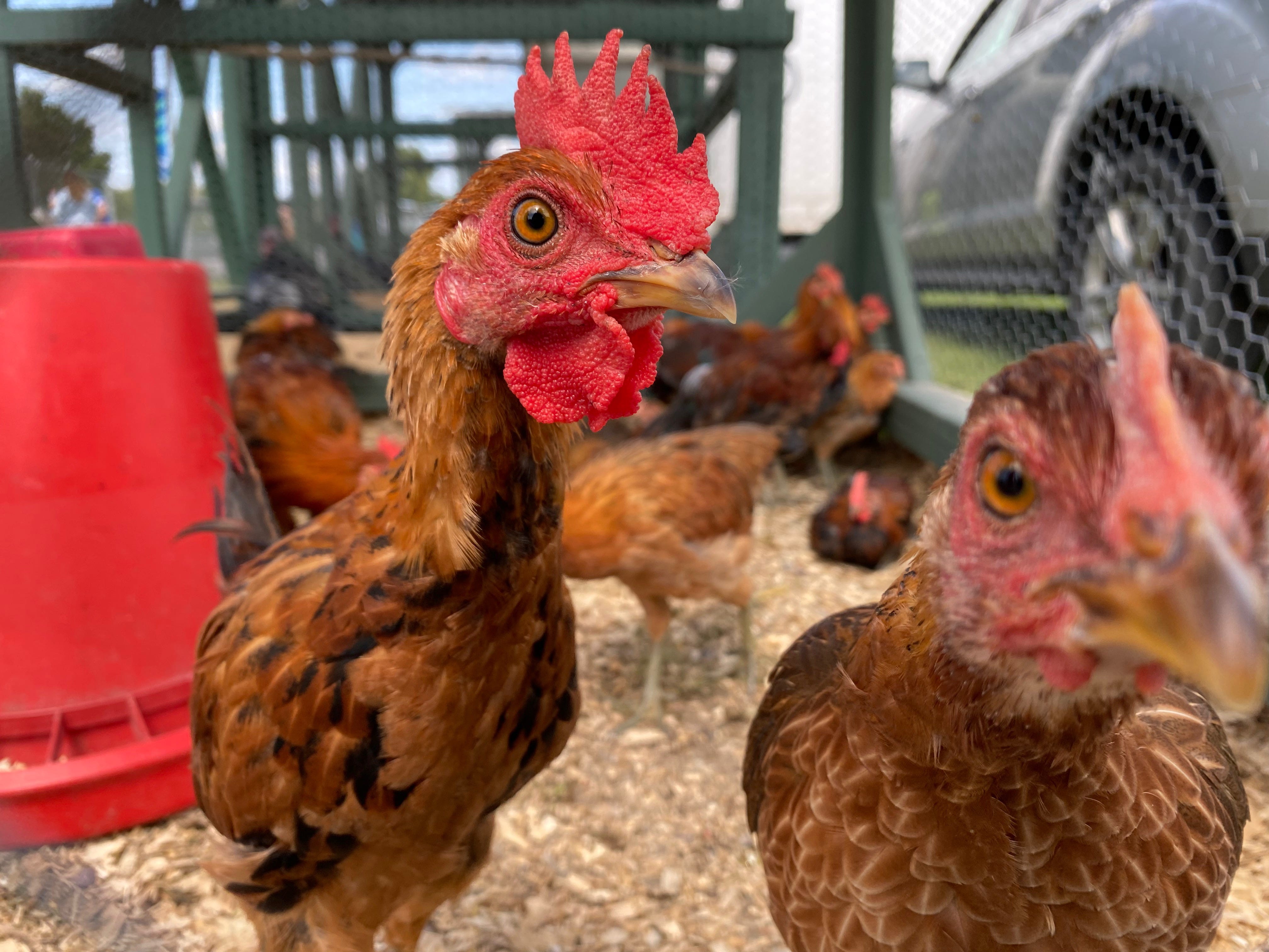 September 2023| Practical Self Reliance - by Ashley Adamant