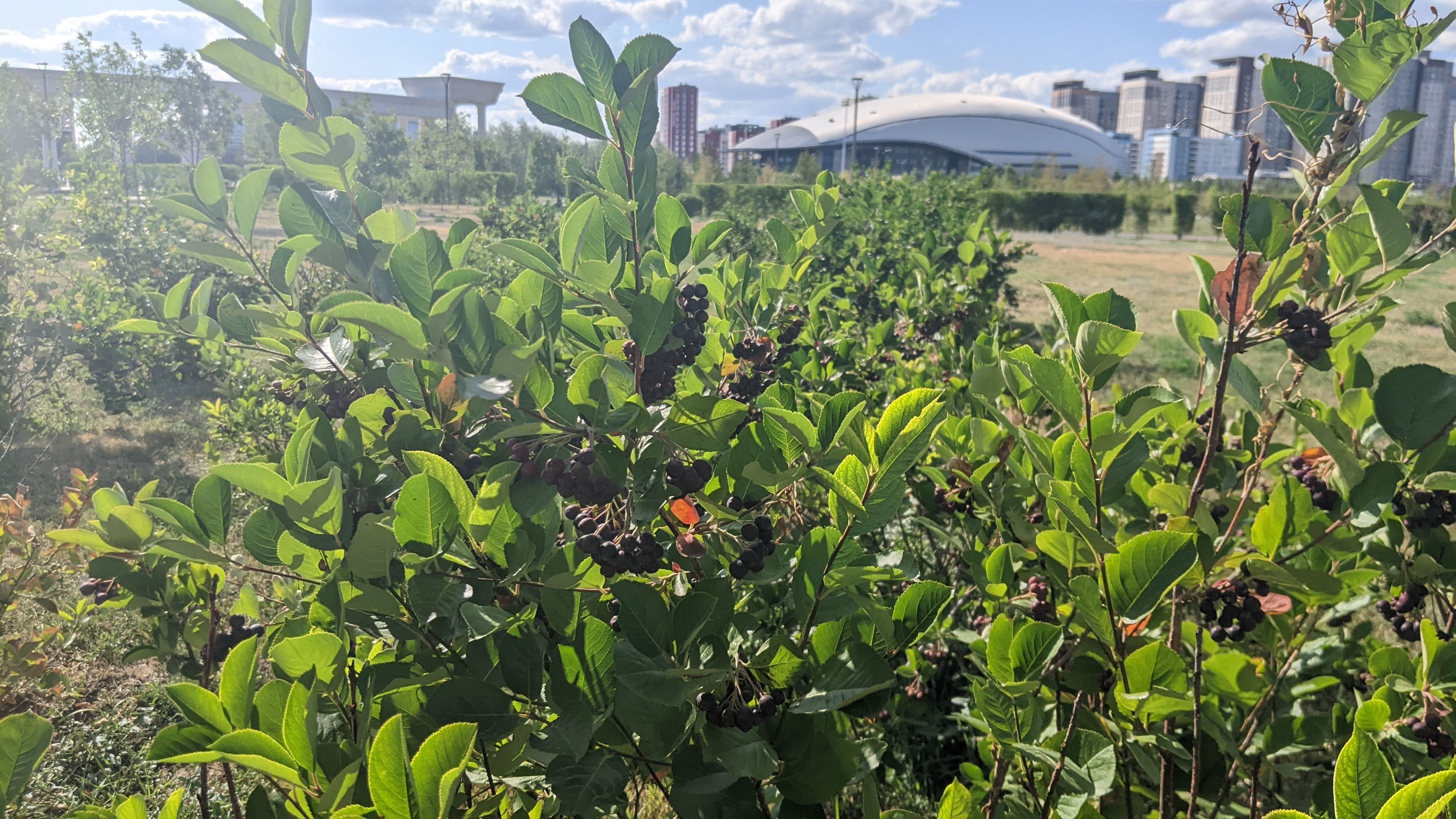 Balkan Ecology Project : Eastern Travels - Kazakhstan - Growing trees ...
