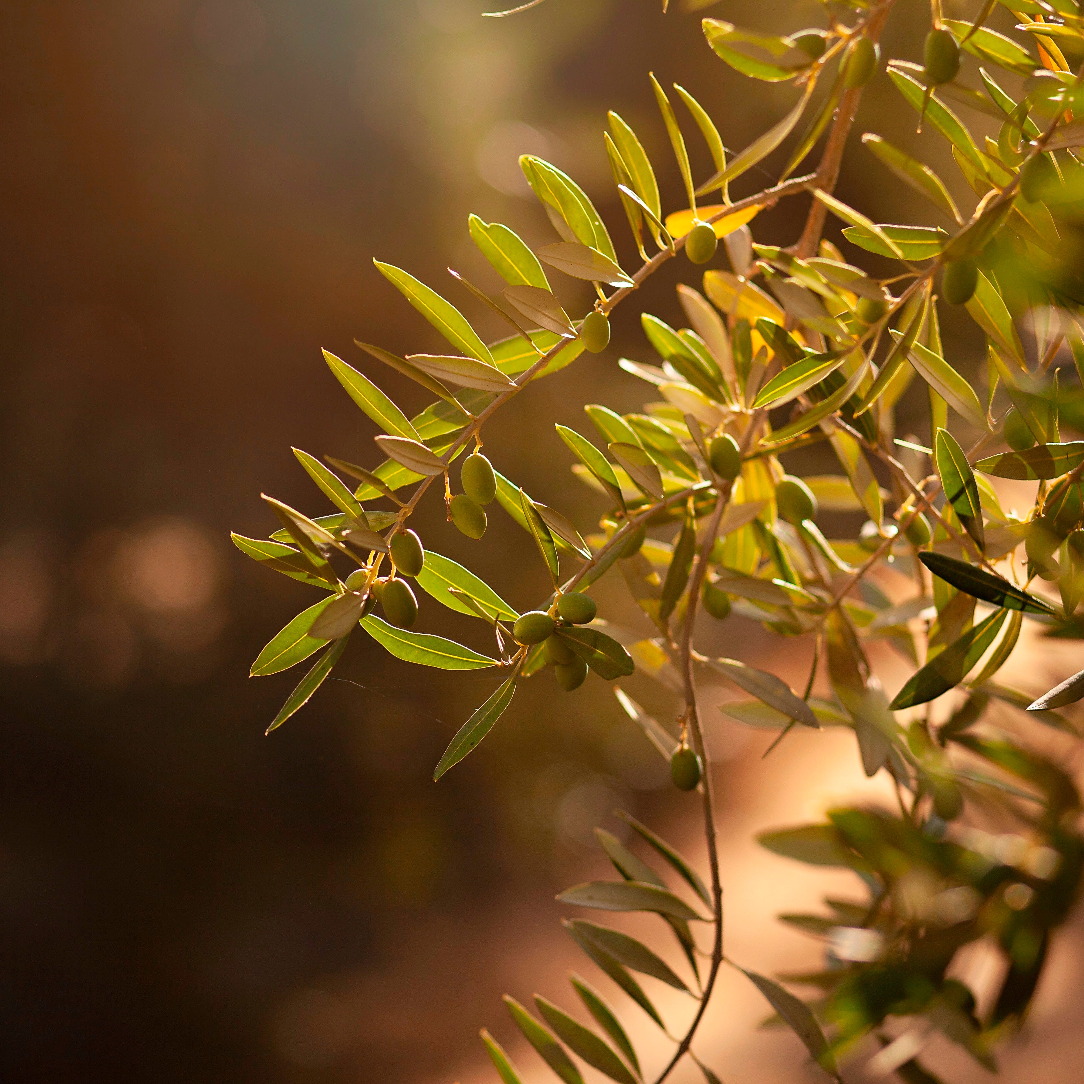 The Dirt Beneath My Feet | Substack