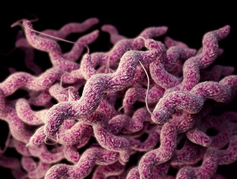 Minnesota reports Campylobacter outbreak among MSM