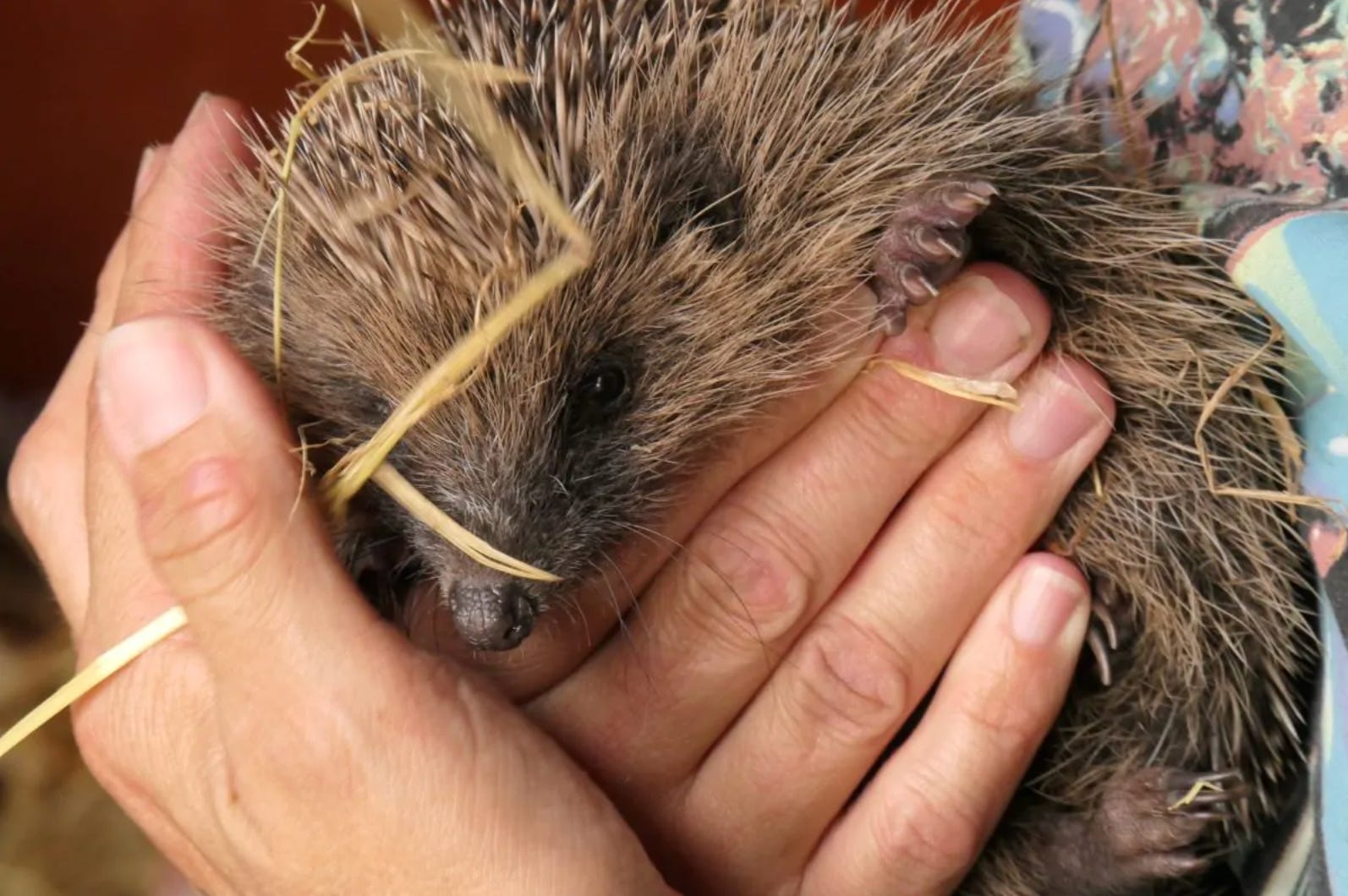 Protect the Wild visits animal rescue: Charlie's Place
