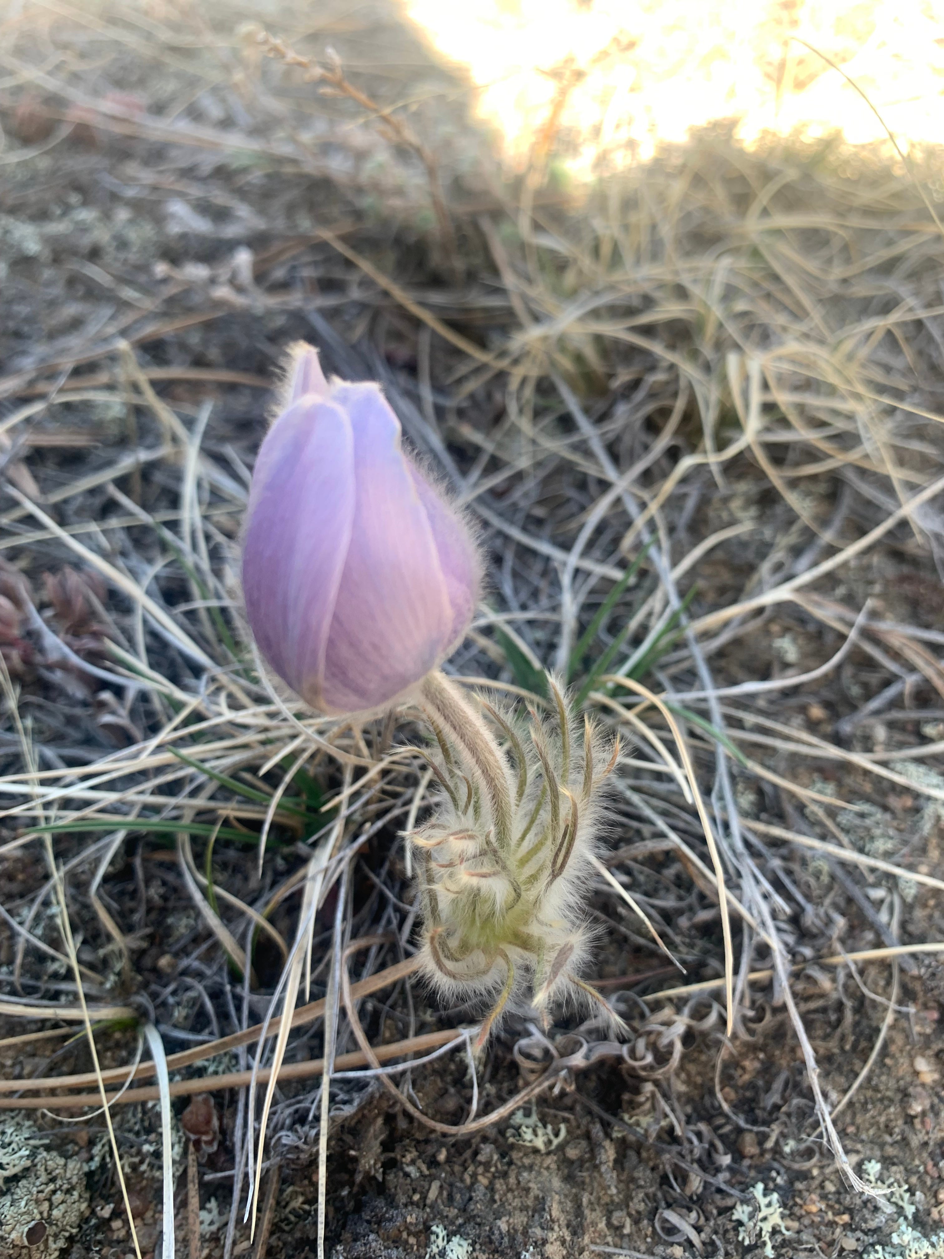 A Love Letter - by Ani Wisdom Awaken - Ani’s Substack