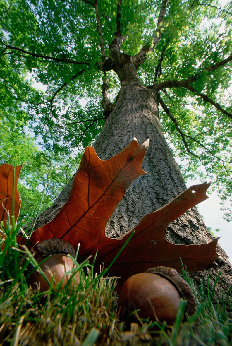 The Acorn and the Oak Tree - by Peter Kwasniewski