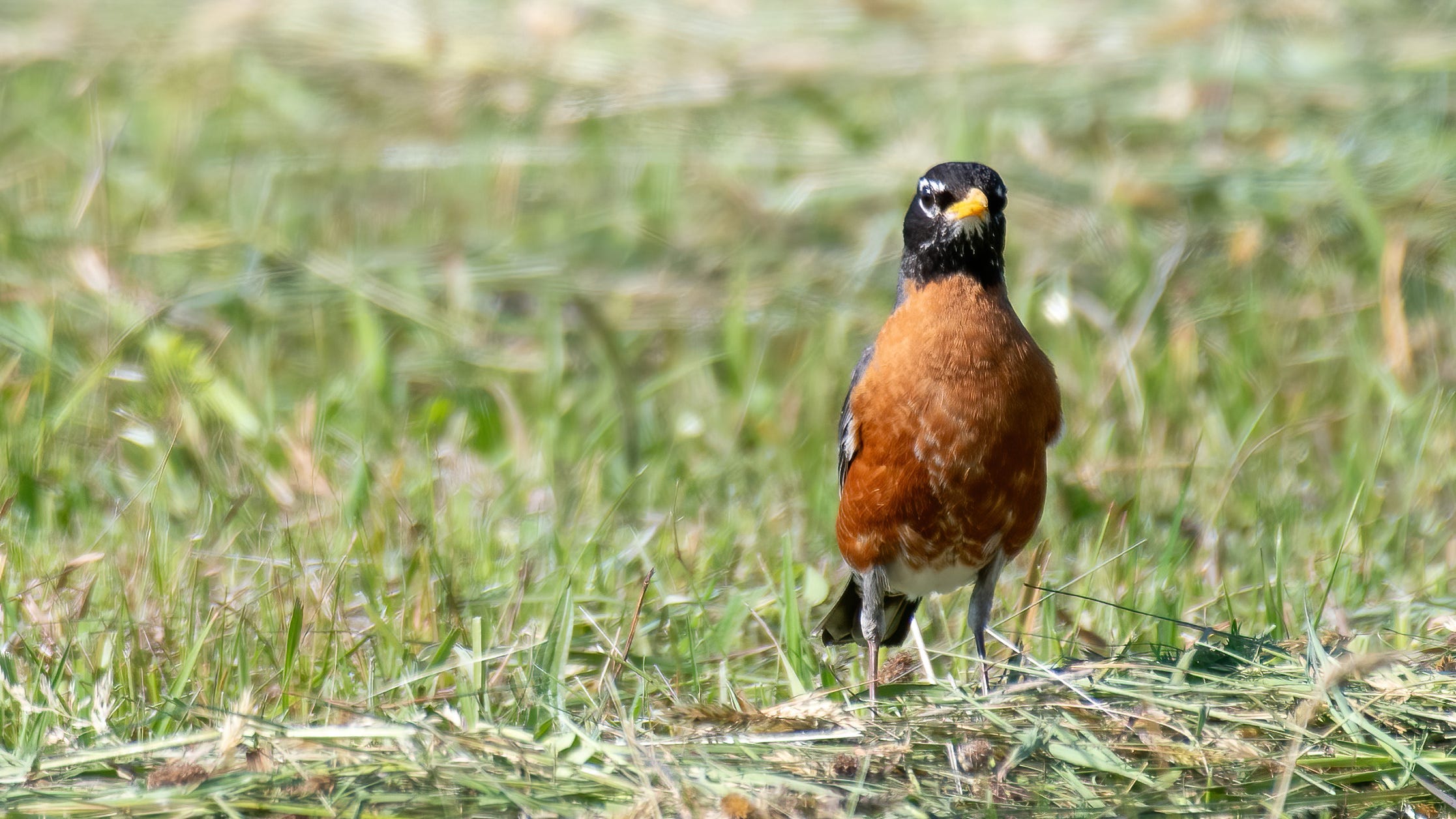 Listening to Birds - by James Freitas - Rock & Hawk