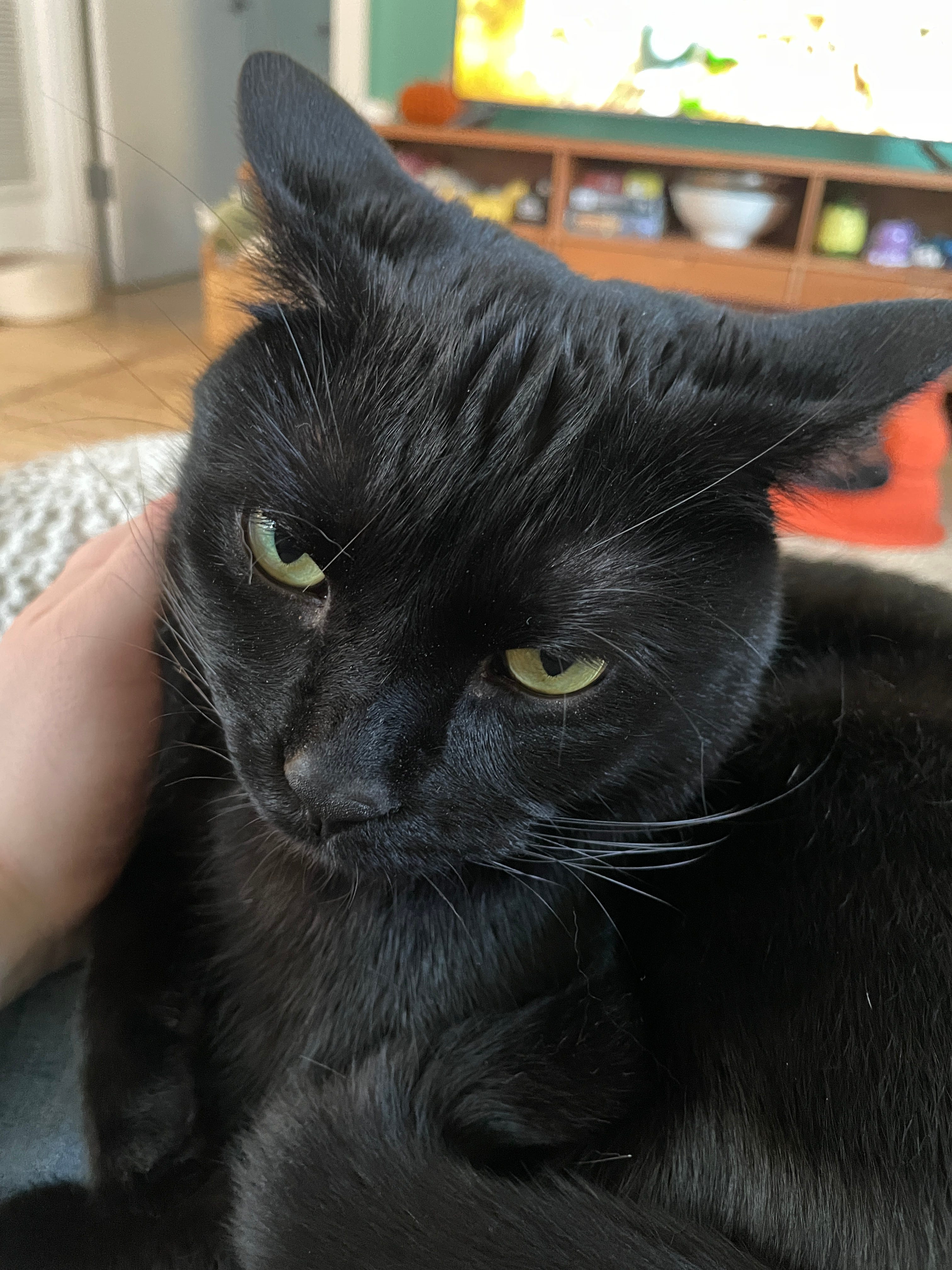 The Henry Issue - by Tys Sweeney and Lily Zhang - Two Cats