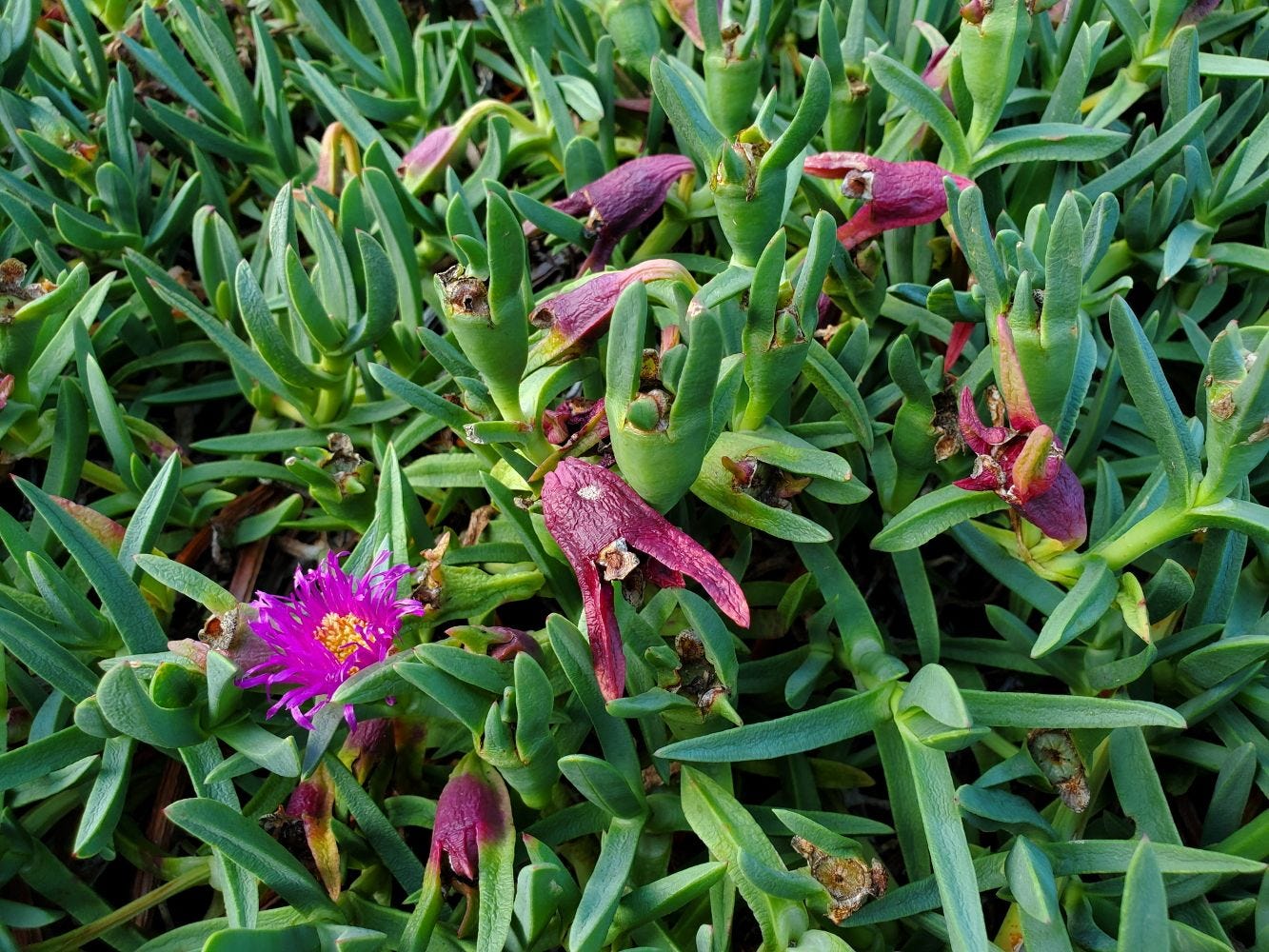 Karkalla/Pigface - by J.P. - Bush Food Forager