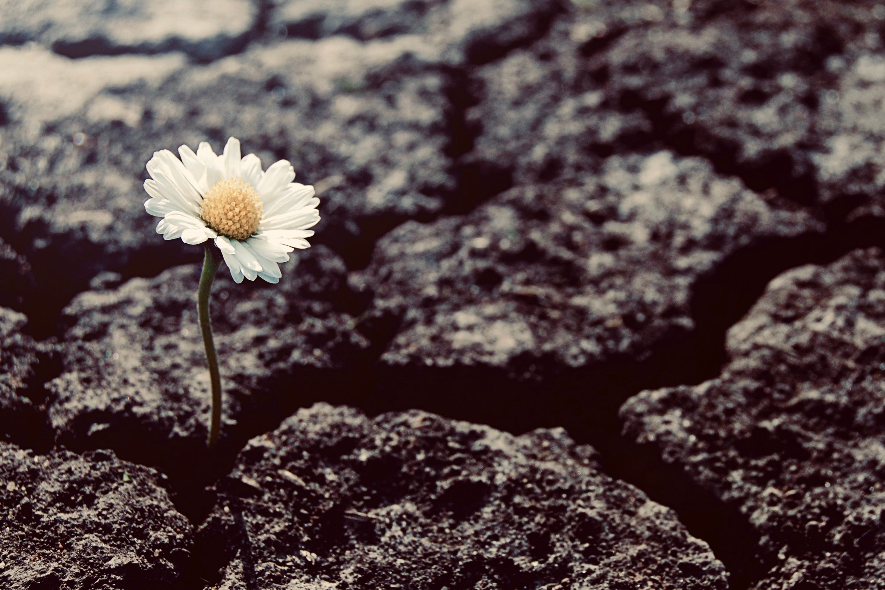 How to Resist Oppression – Back to Basics