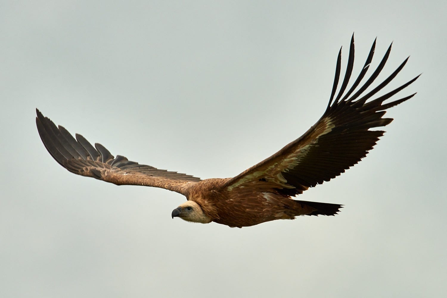 Vulture crashes into cockpit of plane and hangs in front of pilot's ...