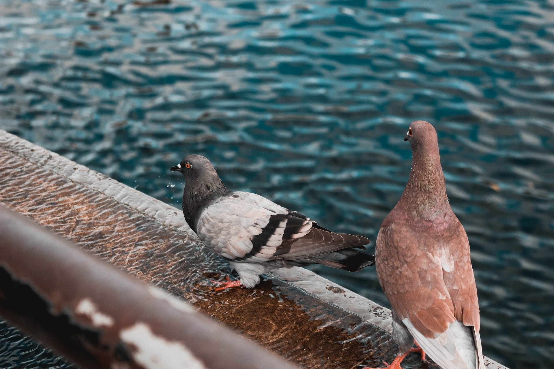 The Flight of the Metaphor - by Diana Ewell Engel