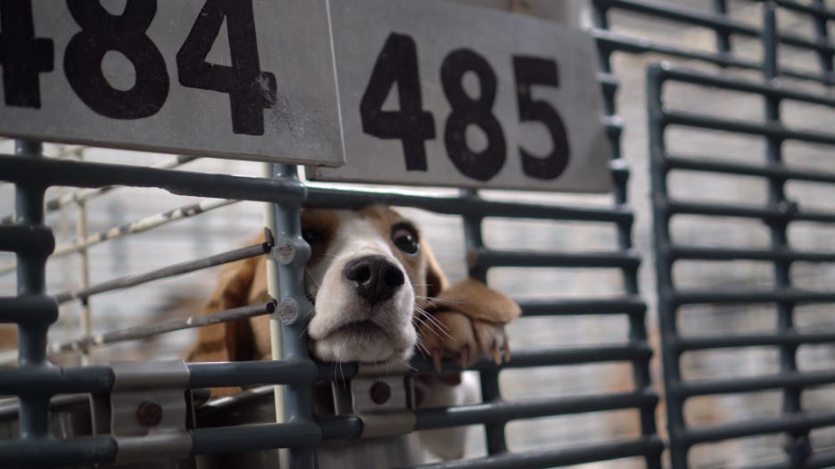 When Is It Permissible to Rescue a Dog in Peril?