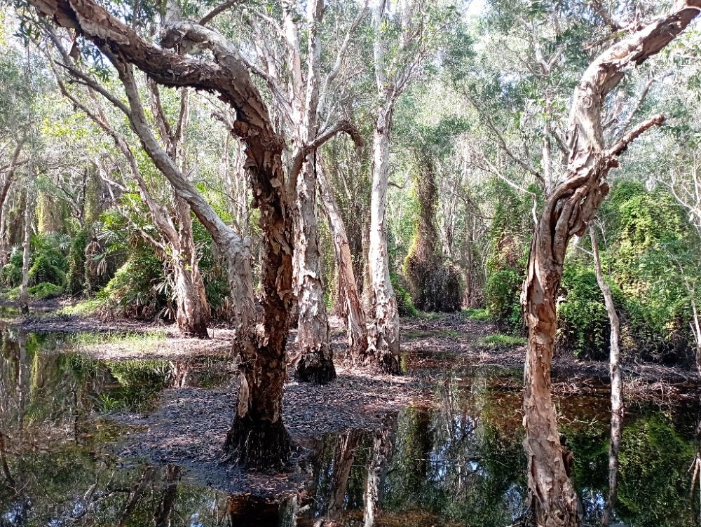 Rayong Botanic Gardens - Laurel Goss EnRoot
