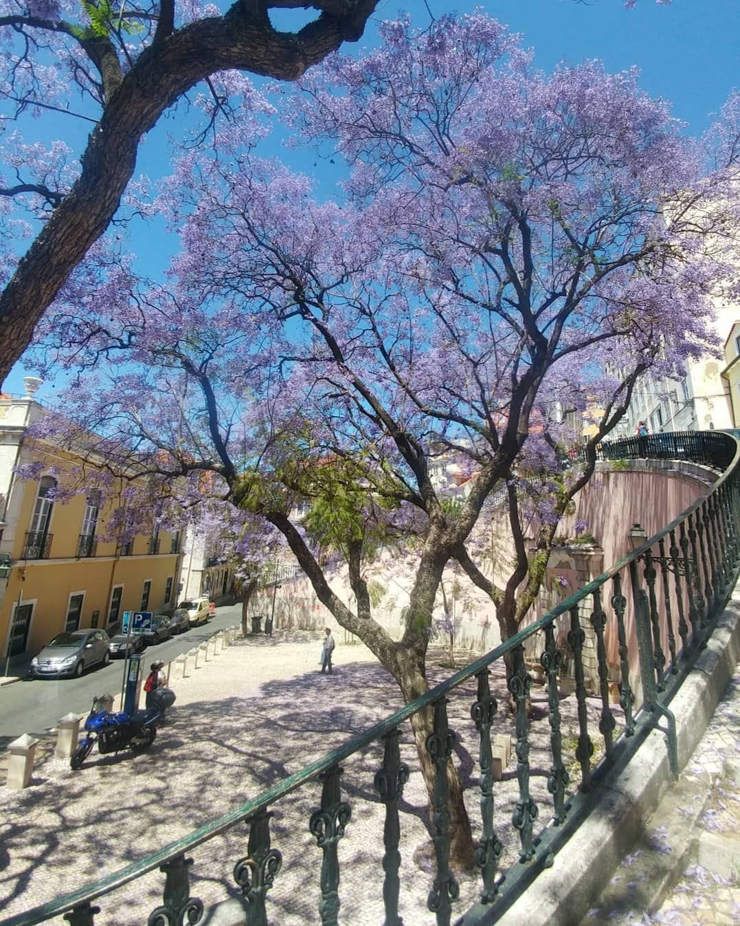 Jacarandas, bougainvillea and sycamore - by ghazala anbreen