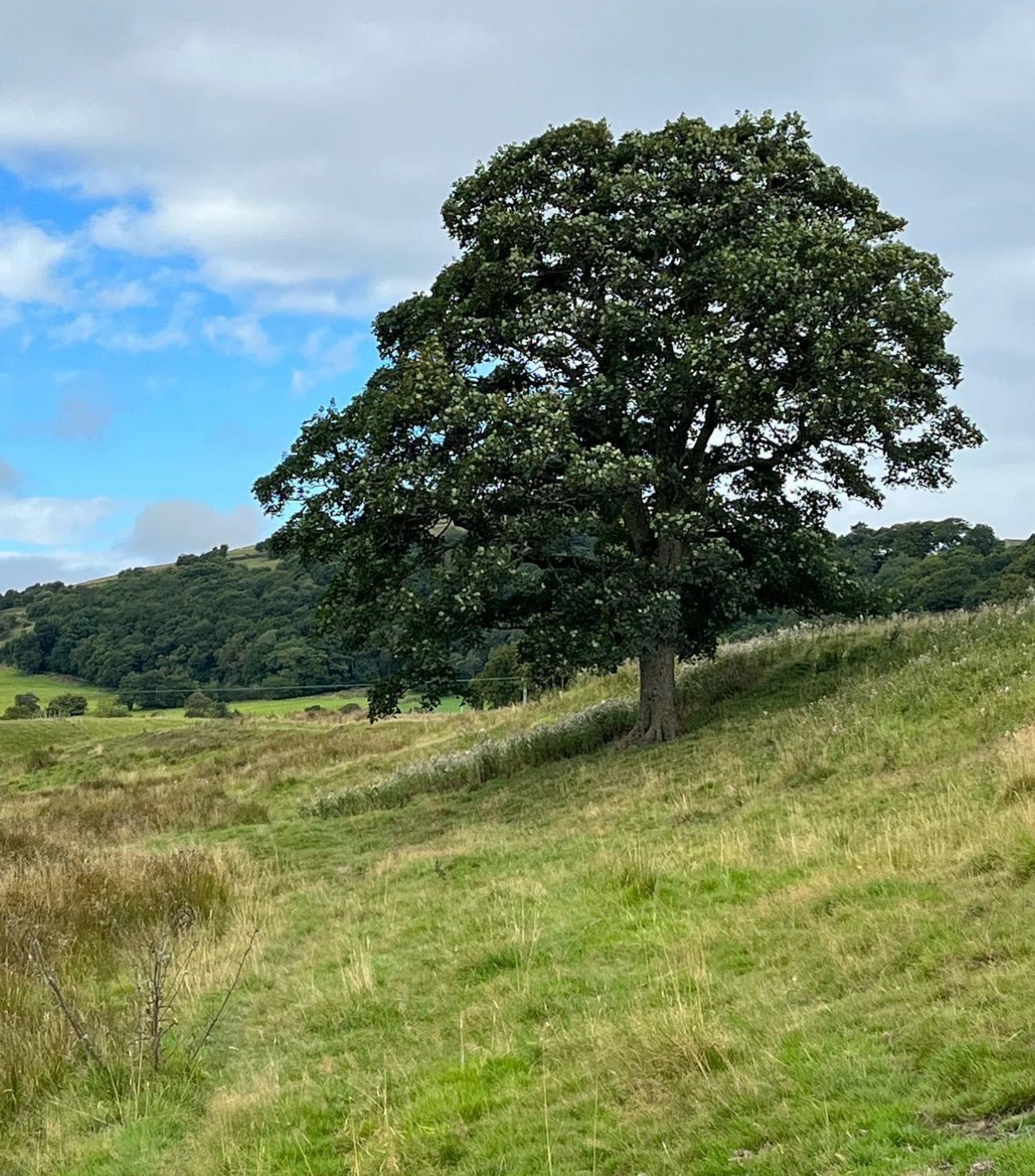 Ode to an Oak - by Jessie Hilton - Jessie's Substack