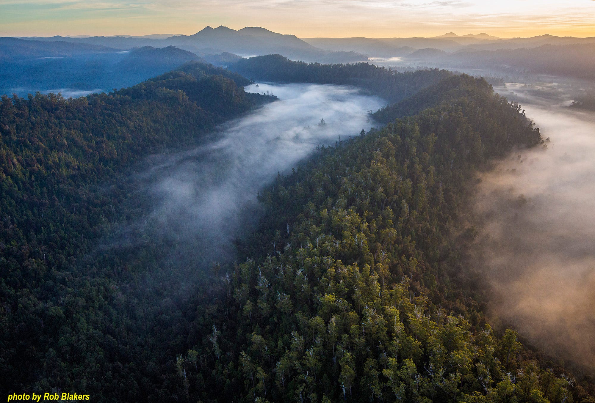 Why Tasmania's native forests call for direct action.