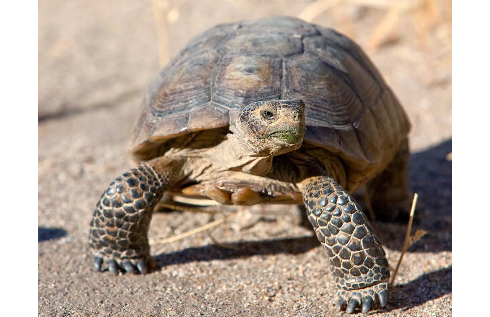 California Desert Tortoise For Sale