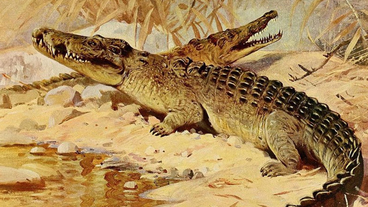 Crocodile Tears and the Conservative Movement