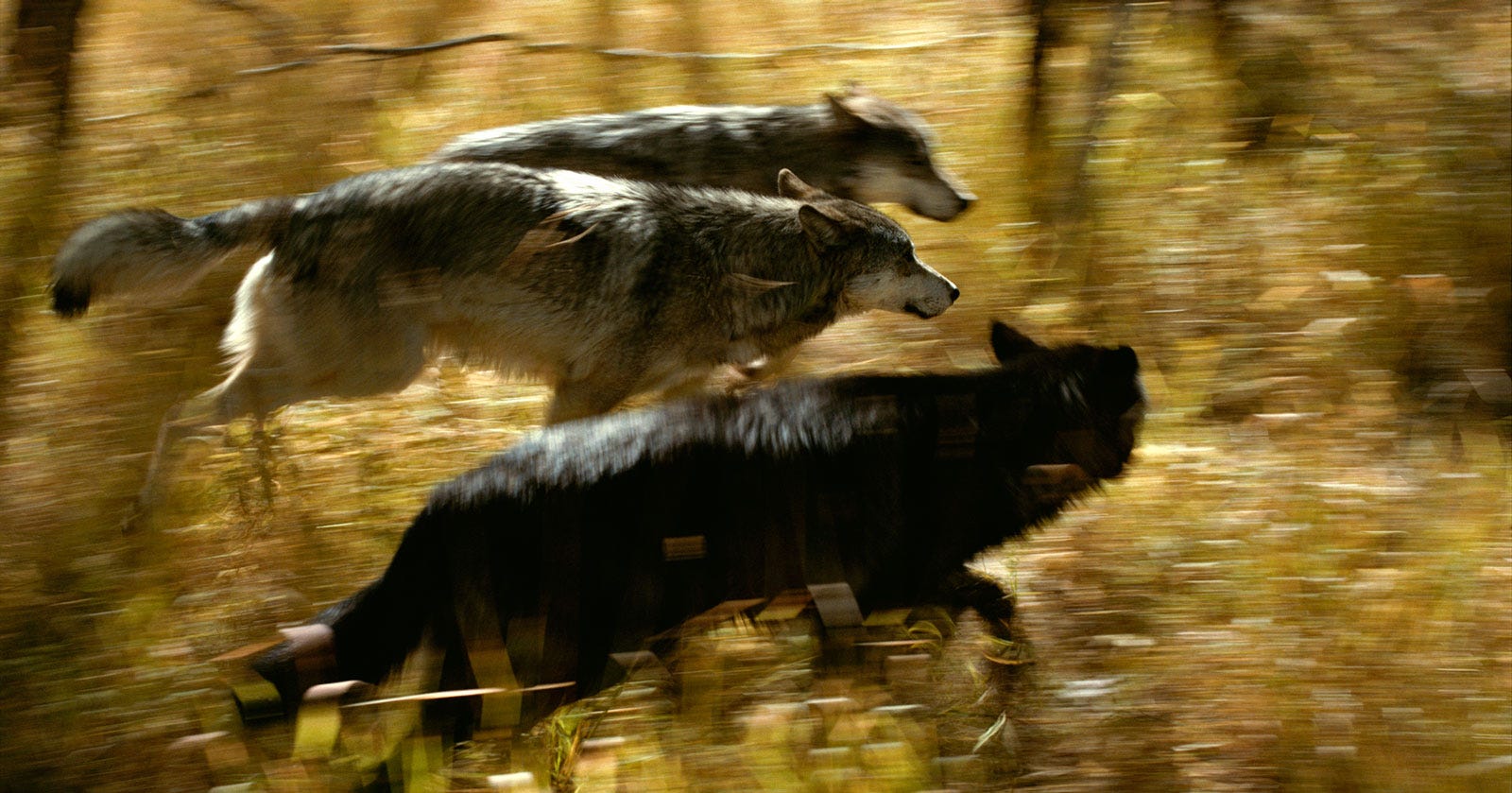 The wolf: from competitor to teacher, to friend, to villain, to nature ...