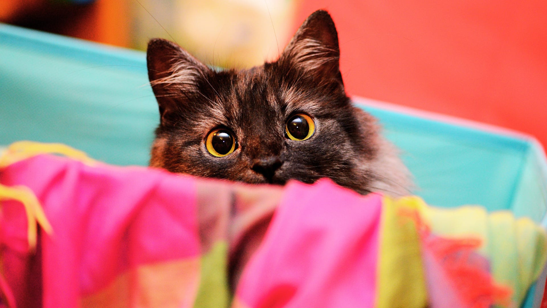 Free Yourself: How to Declutter Your Life and Find Balance