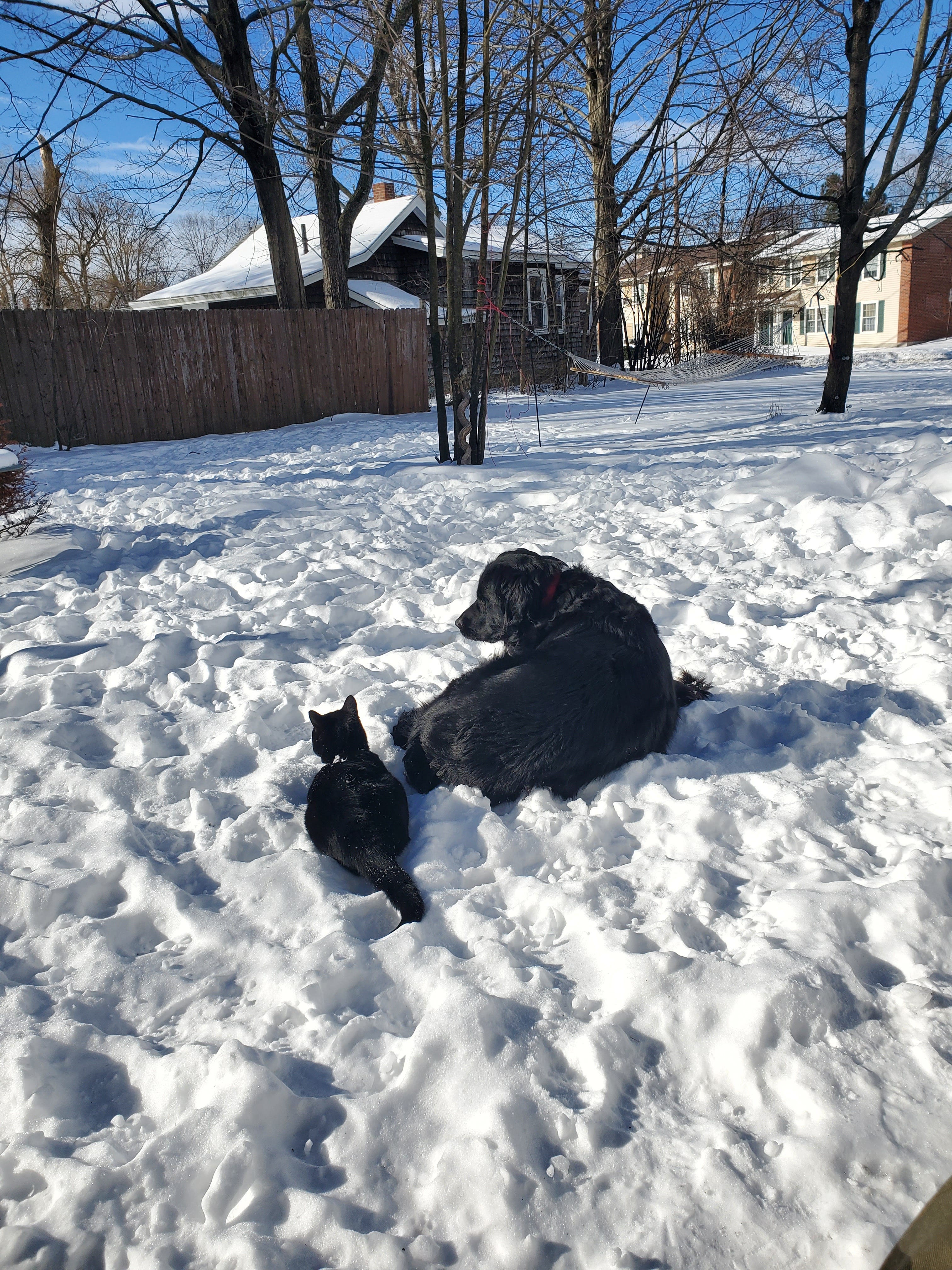 This Man's Best Friend - by David M. Poff