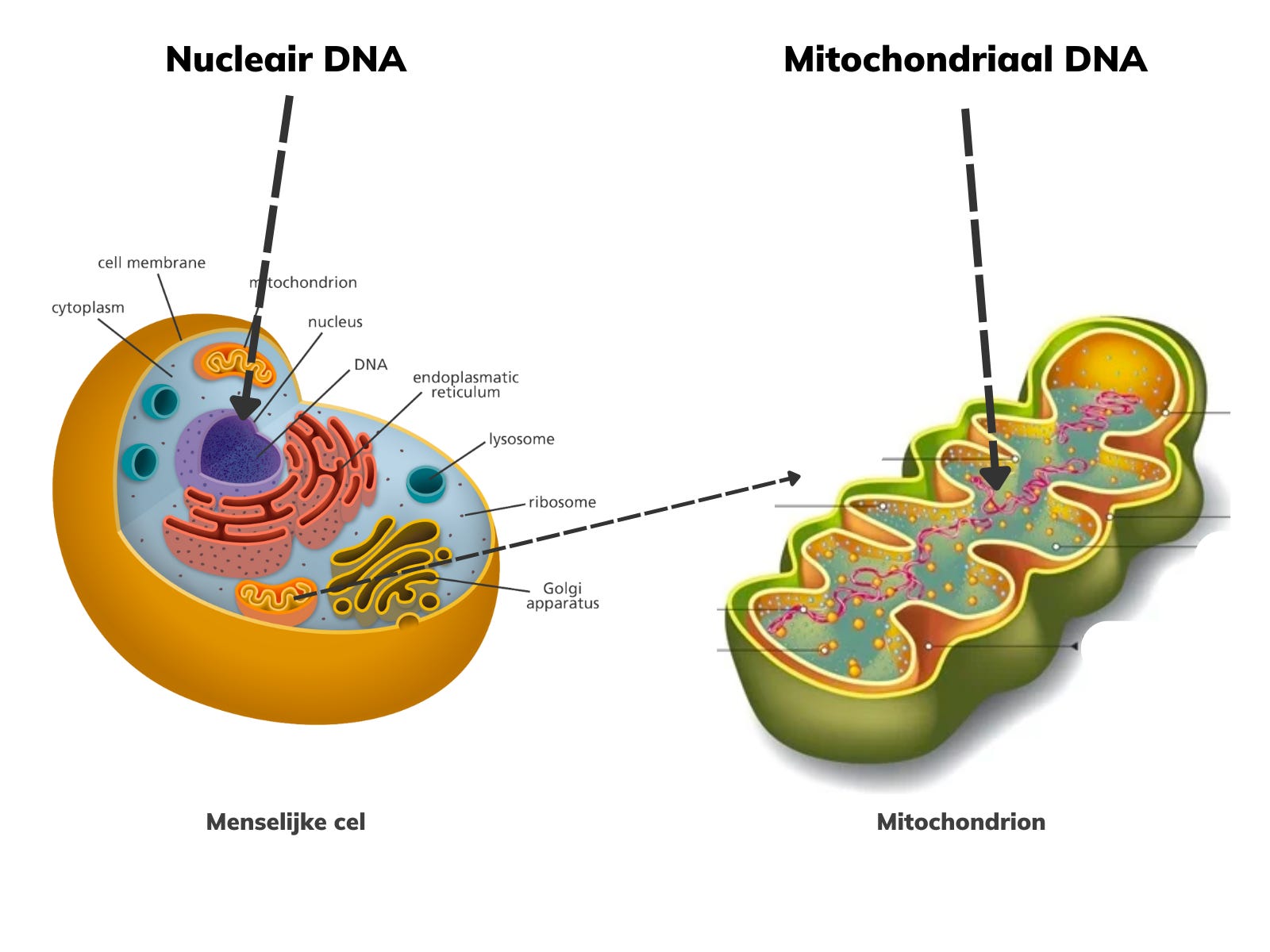 #4 De Fundamentele Code - Mitochondriale Oorzaak van Ziekten