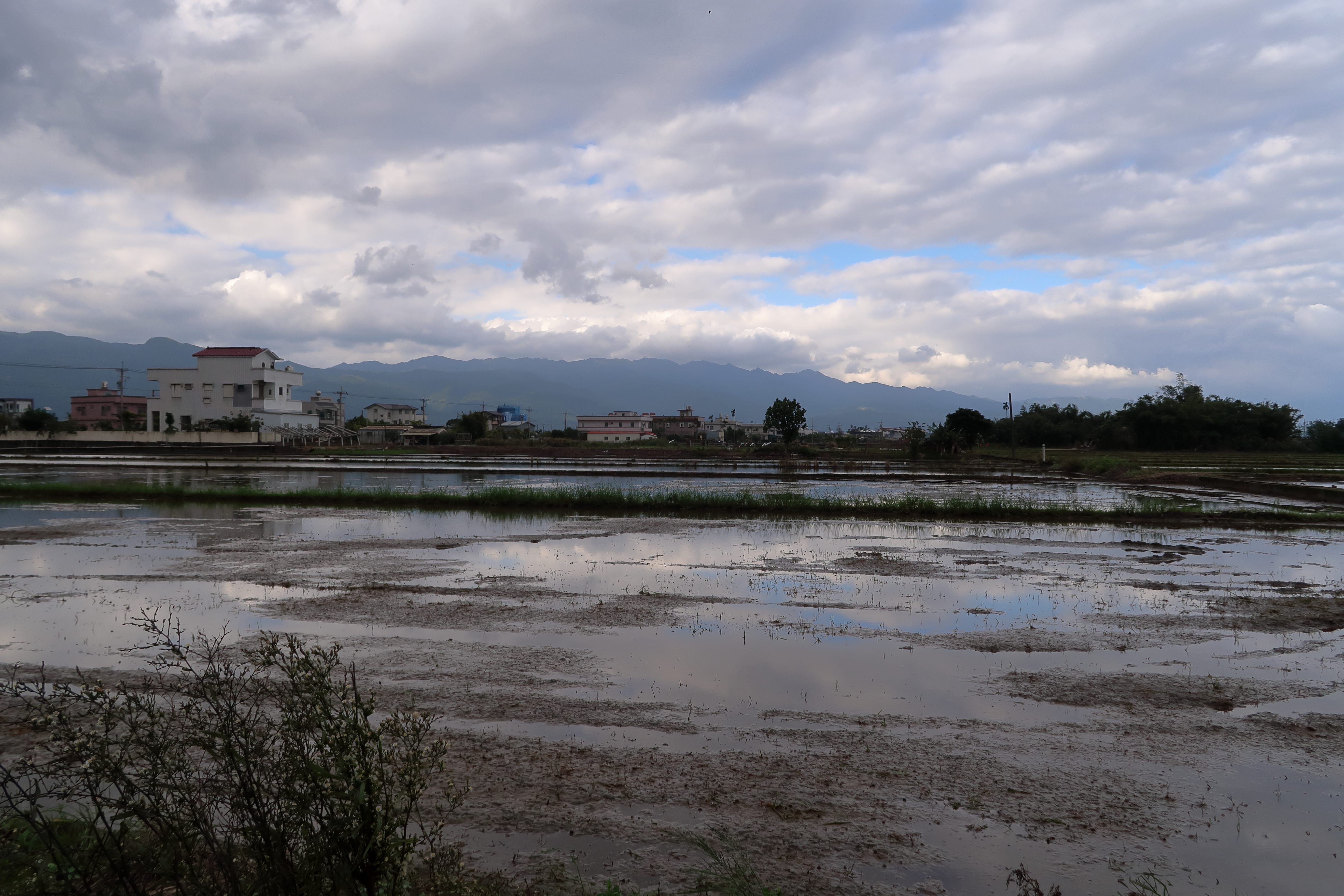 Birding and Citizen Science - by 林紋沛 Wenpei Lin