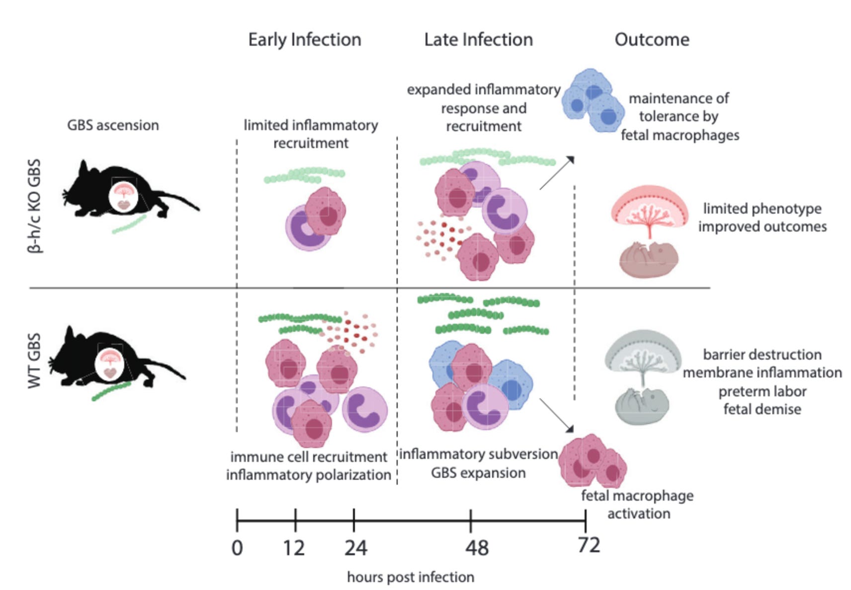 Scientific breakthrough on maternal infections