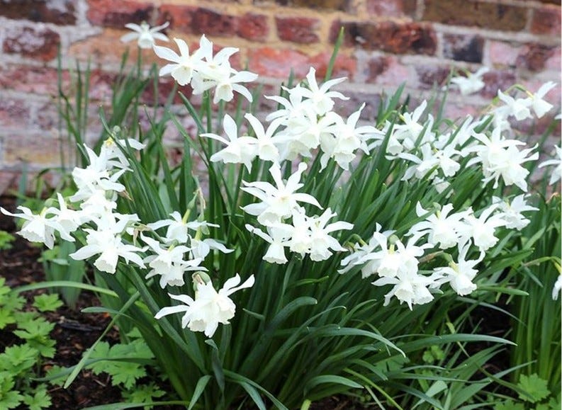 WHEN DO DAFFODILS BLOOM? - by Joe Seals