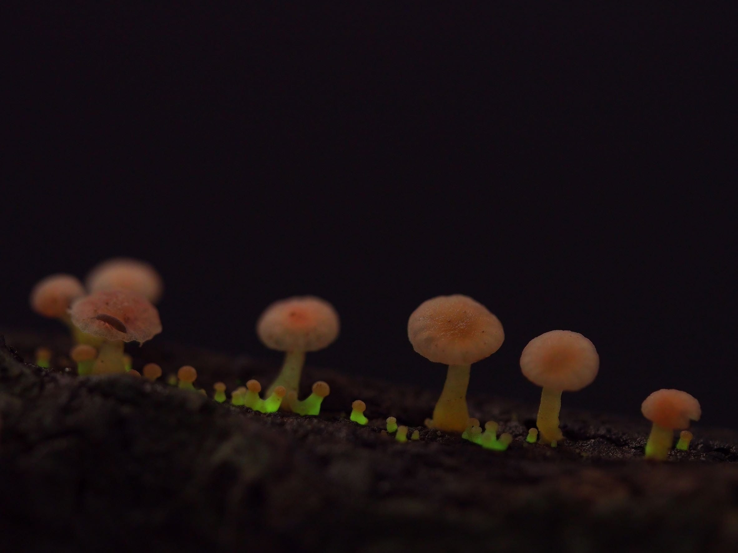 How to Capture Bioluminescent Mushroom Photos: A Comprehensive Guide