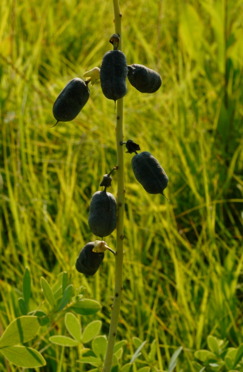 Summer Songs - by Larry Stone - Listening to the Land