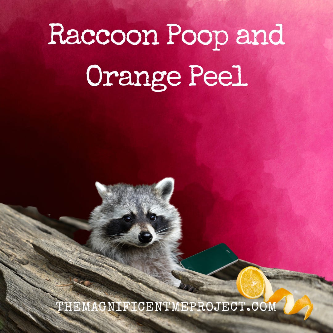 Raccoon Poop and Orange Peel - by Alli Graham