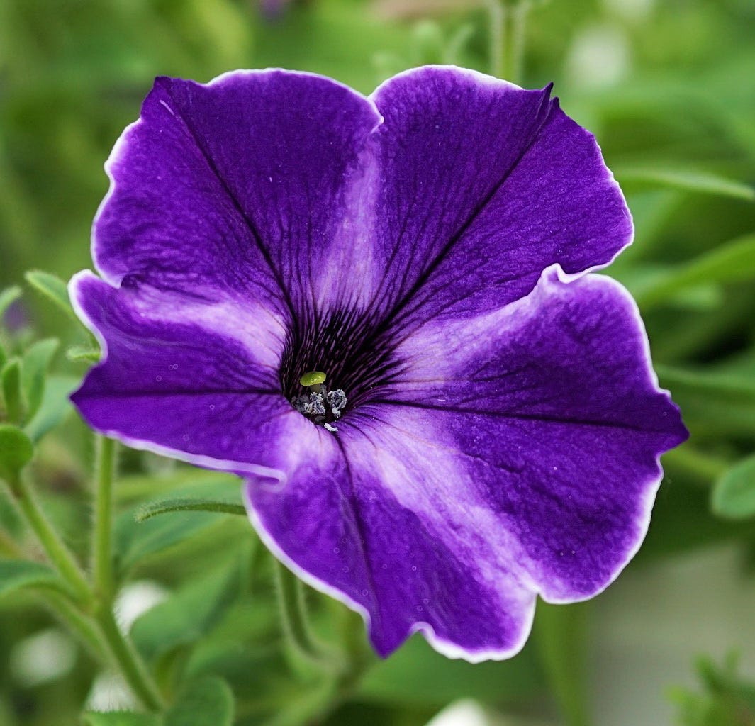 A Lonely Little Petunia in an Onion Patch