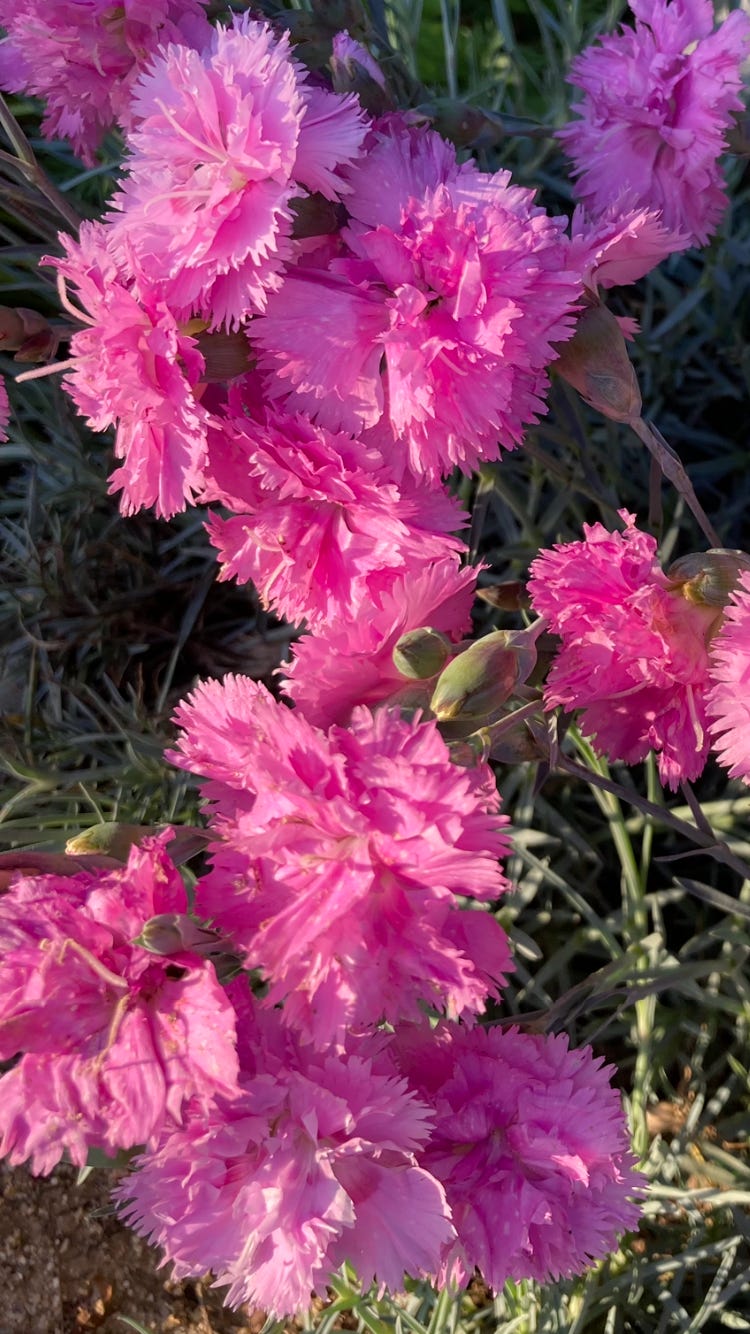 kitten’s perfumery palette… - by kitten seeking answers