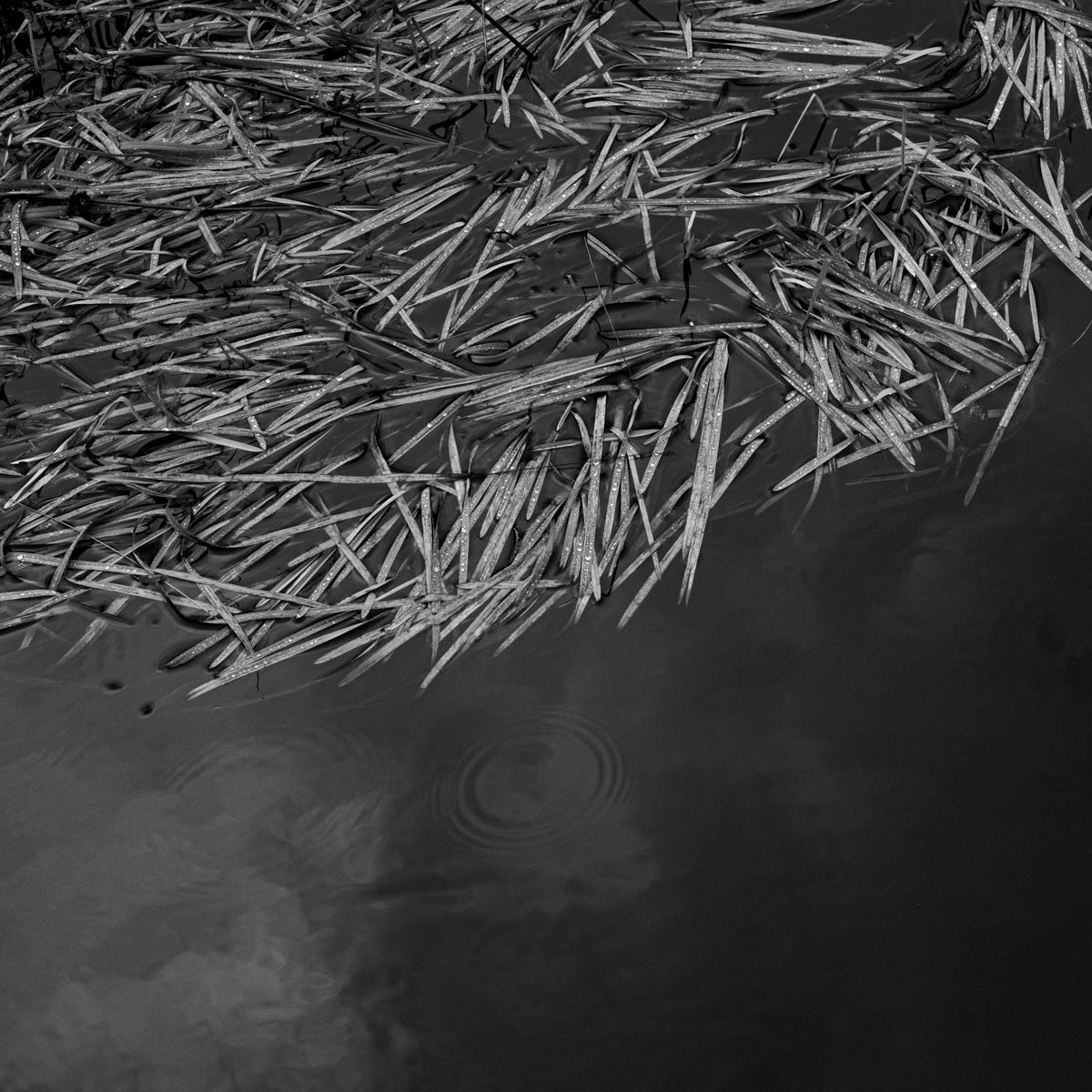 What a year it has been... - by Susanne Helmert