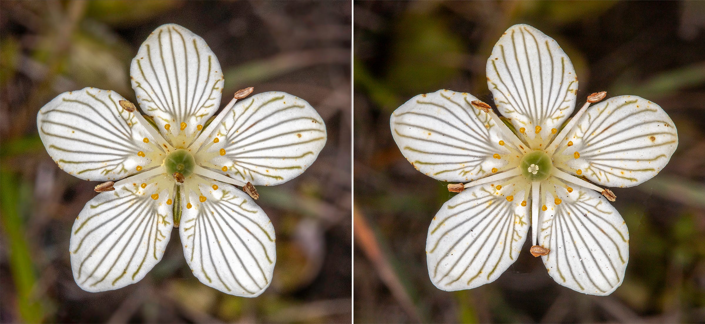 A Duplicitous Flower and its Rare Bee - by Bryan Pfeiffer