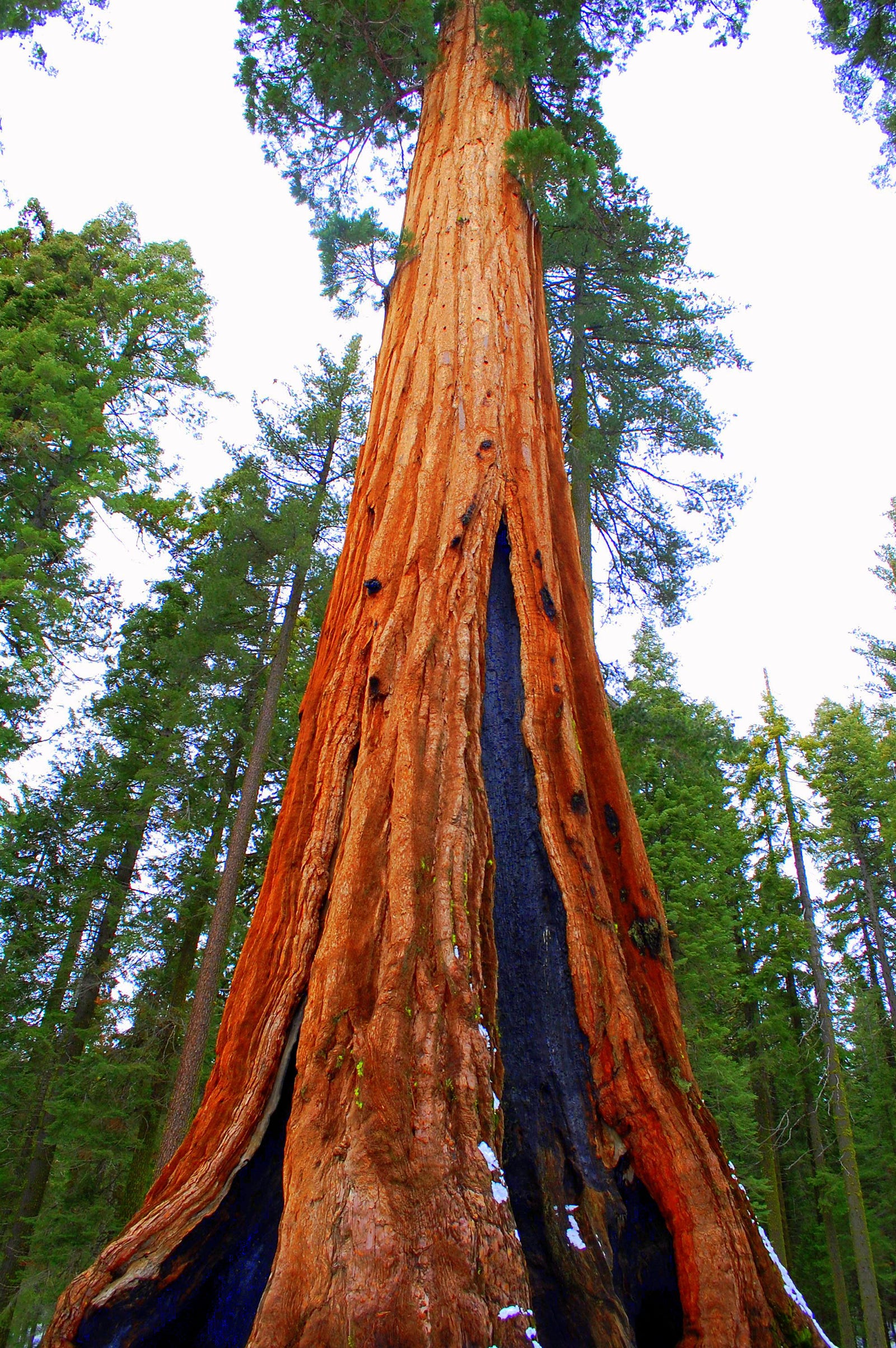 TREES - by Cheryl Dalsanders