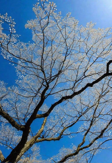 Lace and Blue - by Paul Wittenberger - Paul’s Substack